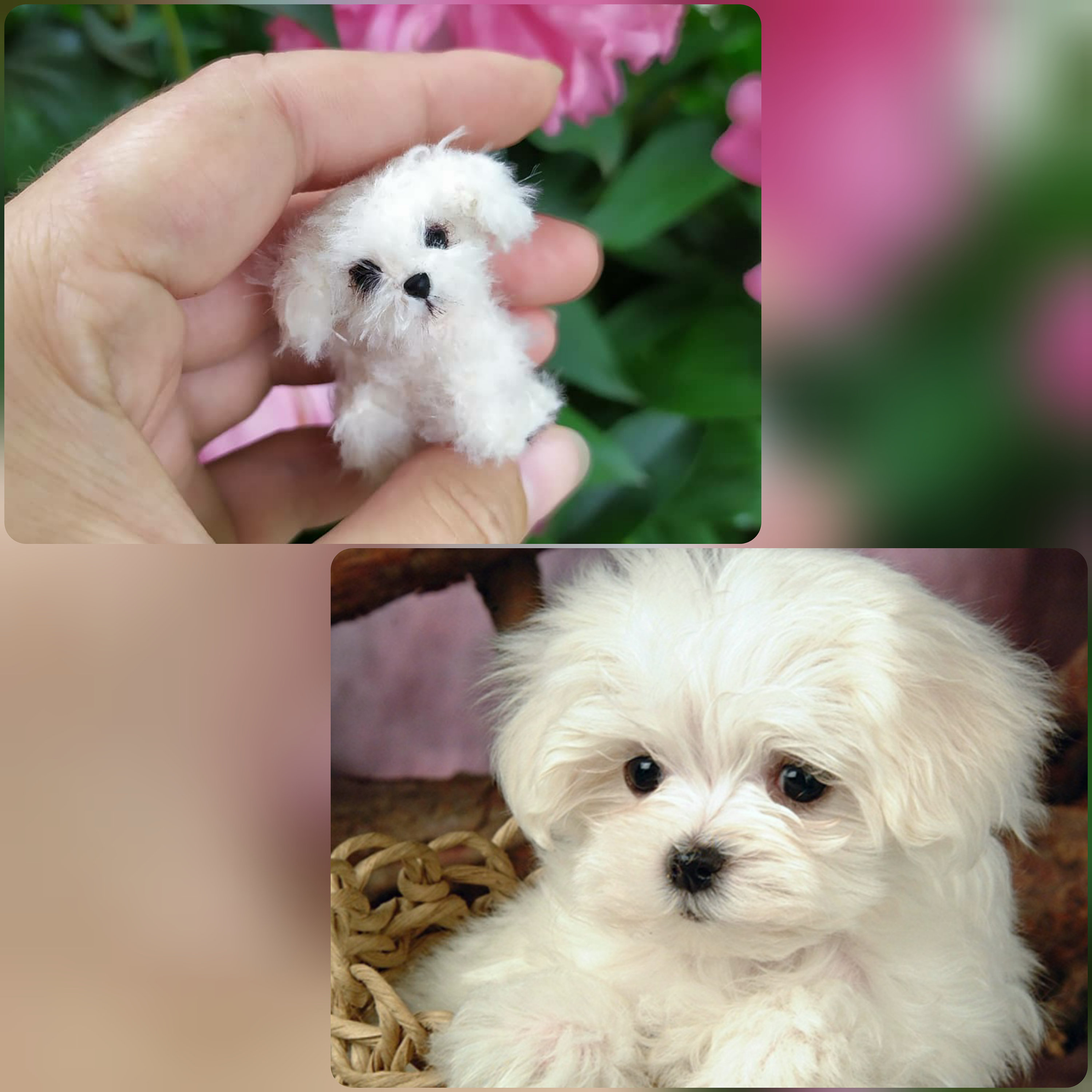 Micro Teacup Maltese