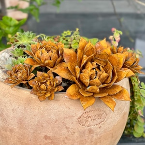 Rusted Metal Succulent Sculpture: Garden Decor - Etsy