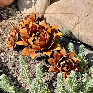 Rusted Metal Succulent Sculpture: Garden Decor - Etsy