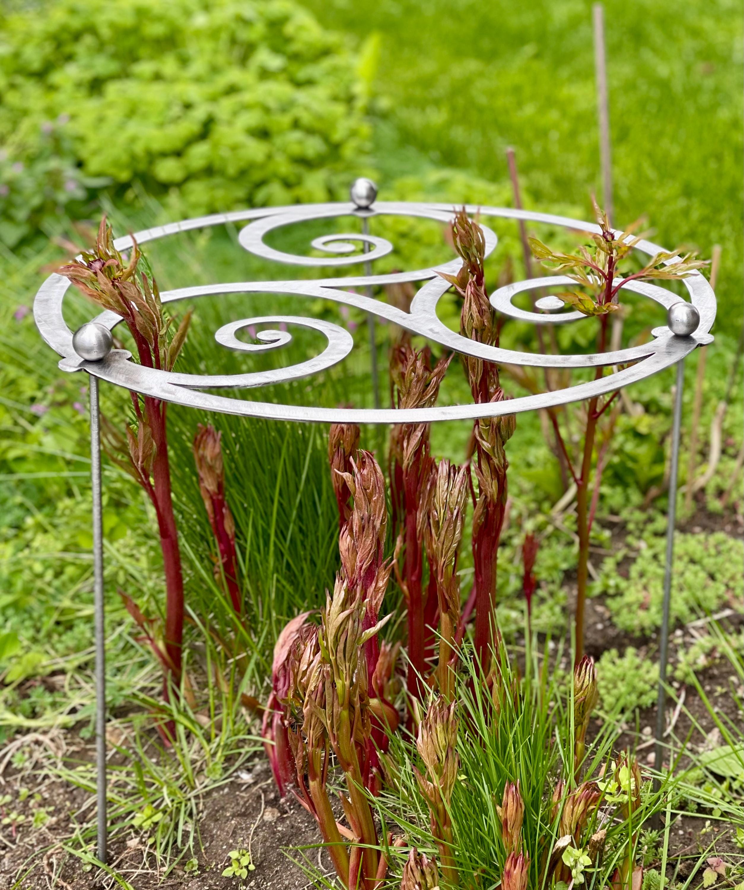 Raw Steel Plant Support Ring: Garden Flower Holder, Perennial Stem ...