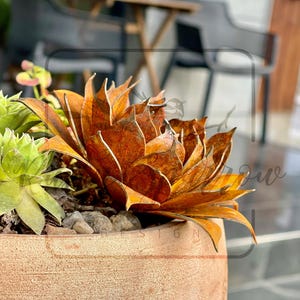 Rusted Metal Succulent Sculpture: Garden Decor - Etsy