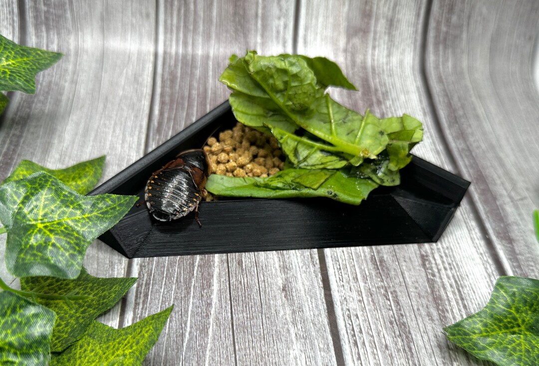 Gutloading Dishes for Feeder Bugs | Small Insect Food Bowl - Etsy