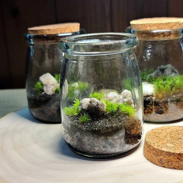 Terrarium Kit - Etsy