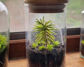 Miniature Tree Terrarium Kit - Etsy