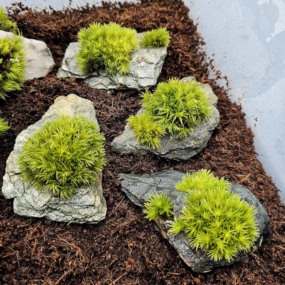 Pincushion Moss on Gray Schist Rock Leucobryum Glaucum on Rock ...