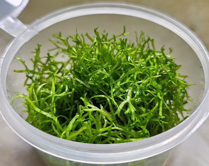 Crystalwort riccia Fluitans Floating Aquatic Plant for Aquarium ...