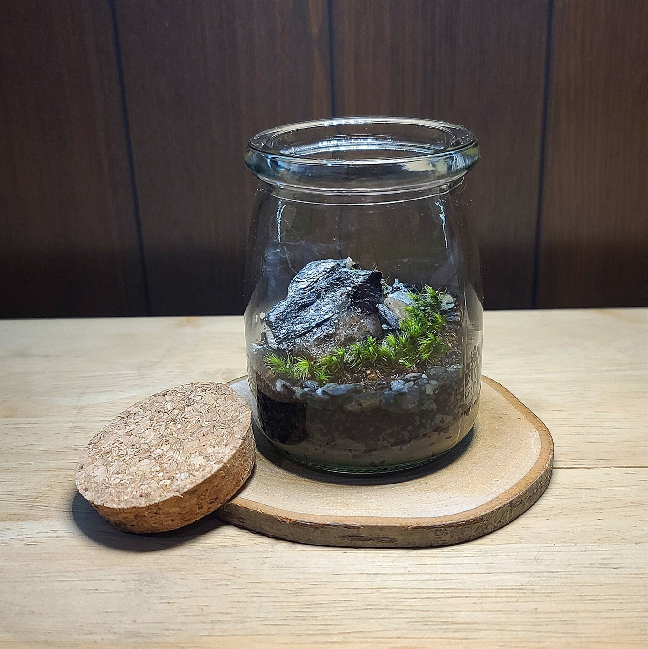 The Little Mountain Terrarium Kit - Live Moss Terrarium, Terrarium Kit ...