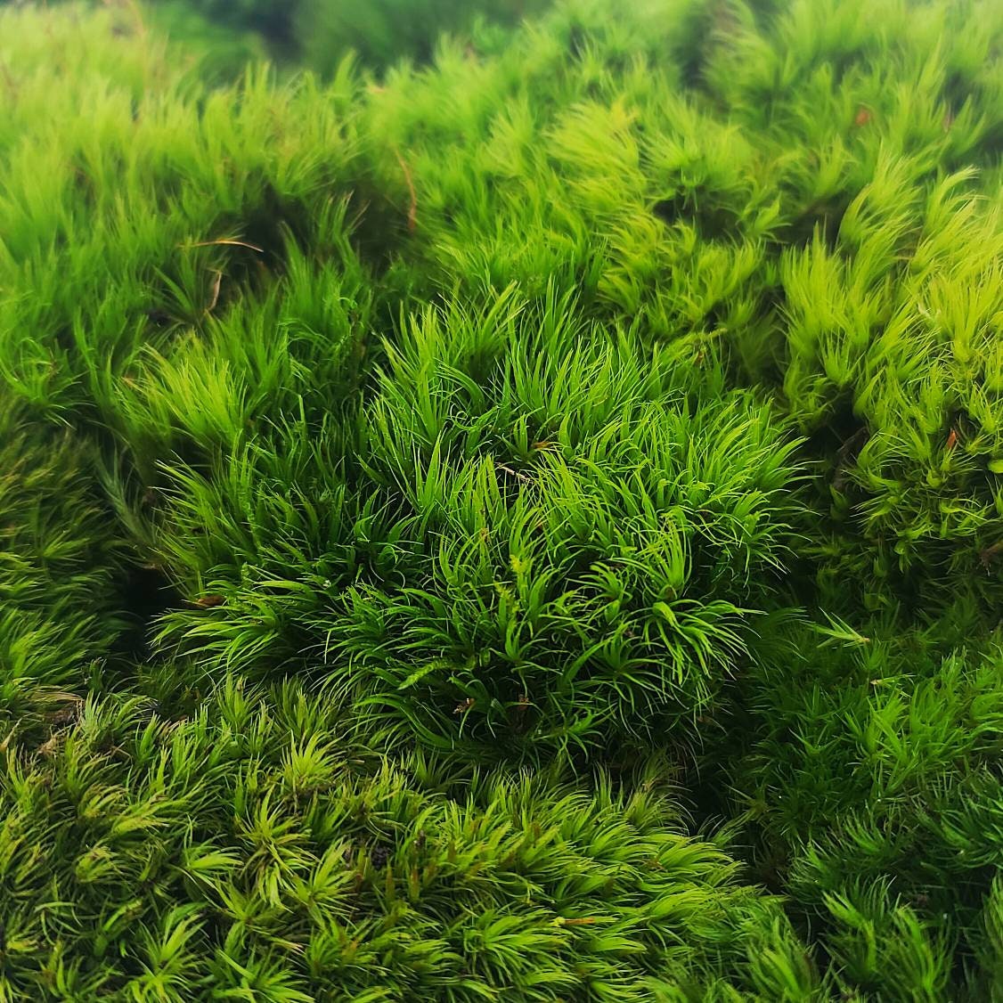 Home & Hobby Craft Supplies & Tools Thick vibrant Mood Moss Dicranum ...