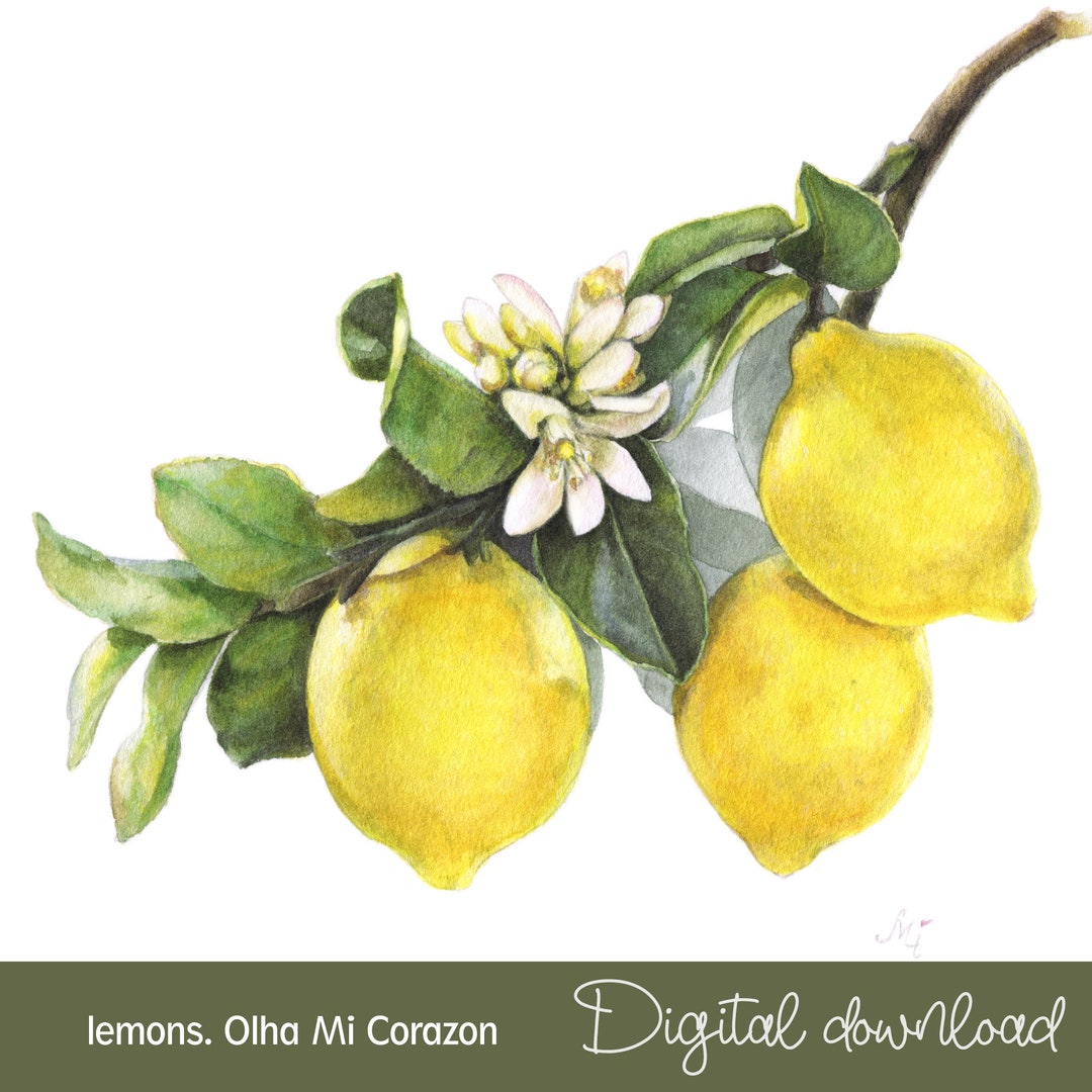 Lemon on the Branch, With Lemon Flower. Digital Download for Printing ...