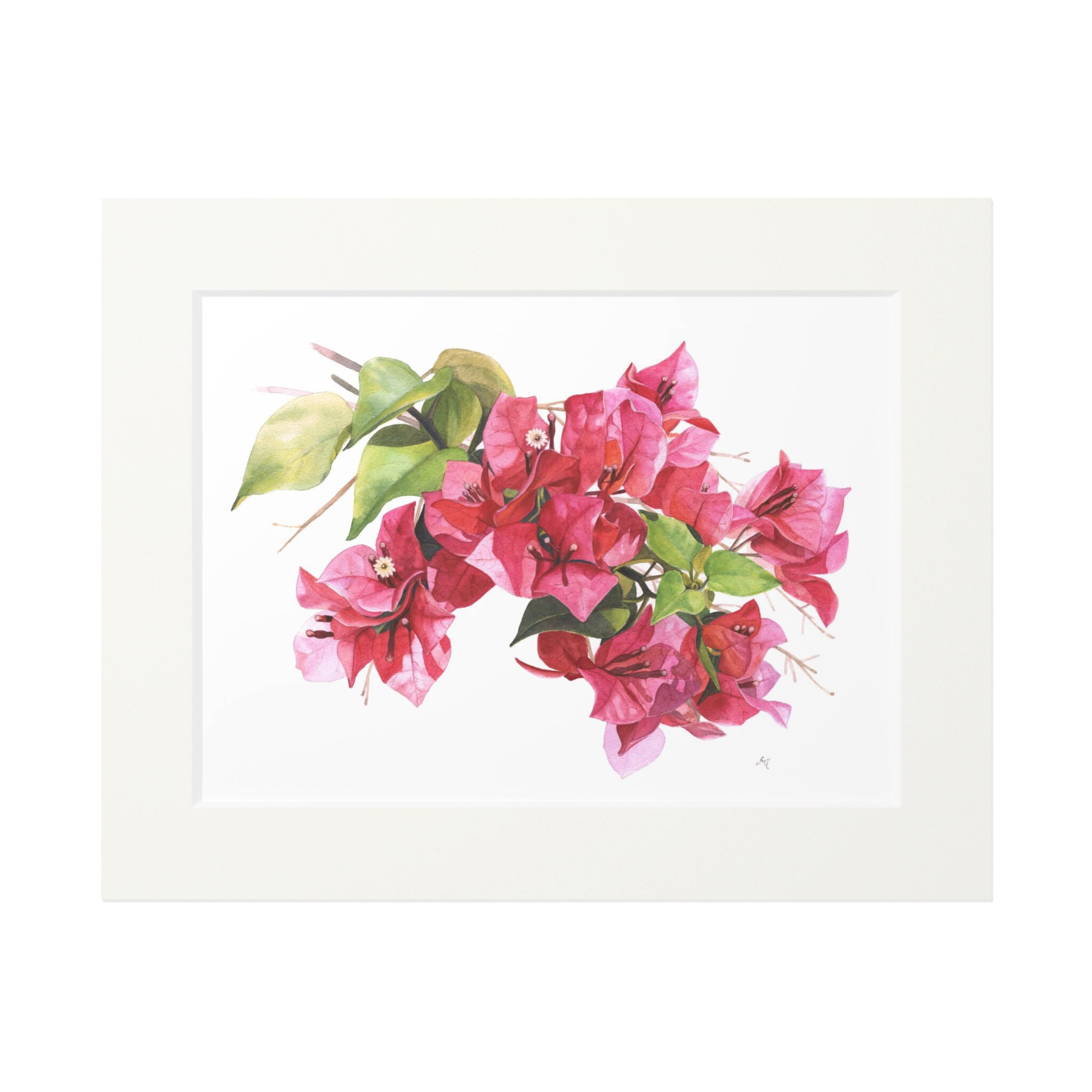 Bougainvillea. Watercolor Flower Print. Artist Olha Mi - Etsy