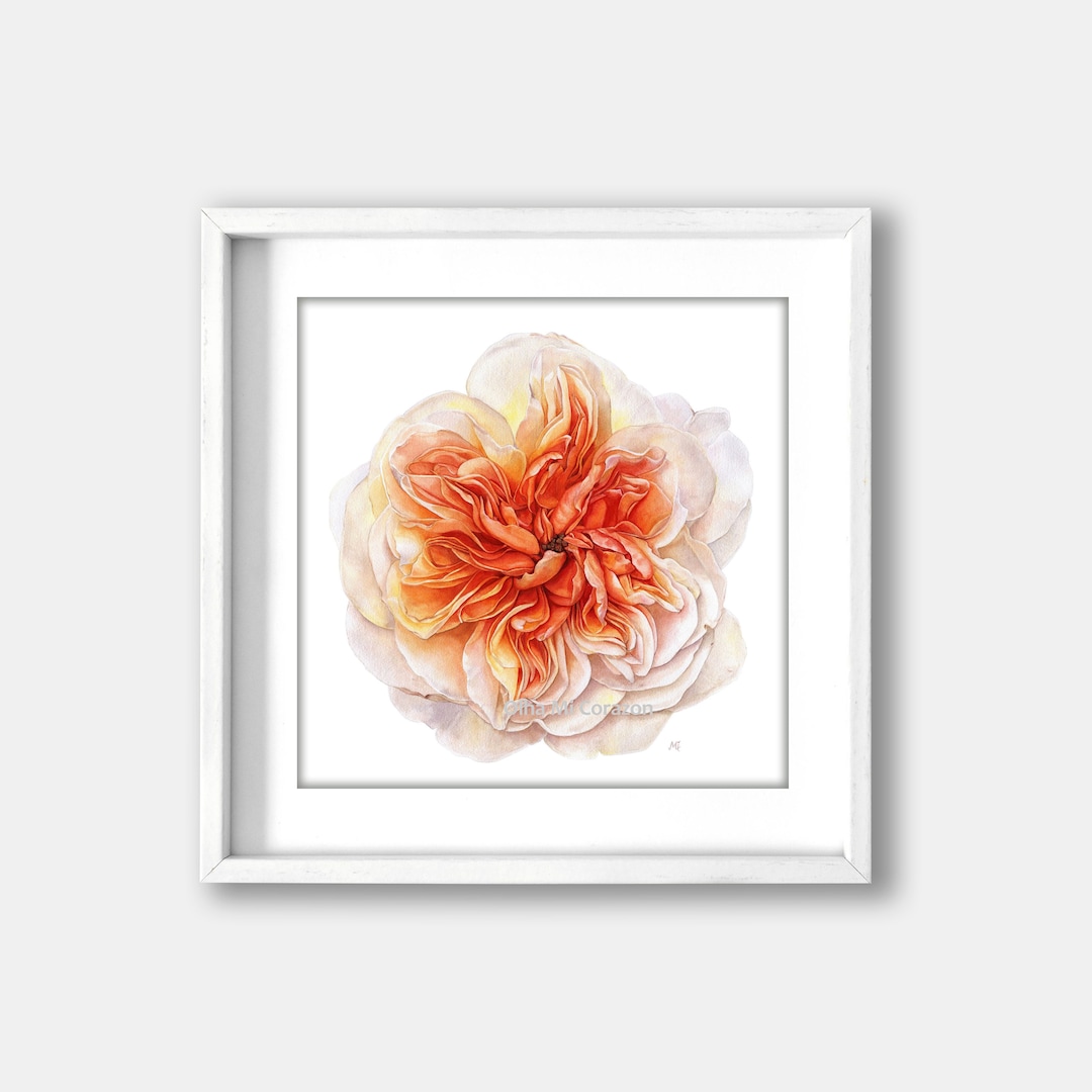English Rose, Original Watercolor Painting for Print From Artst Olha Mi ...