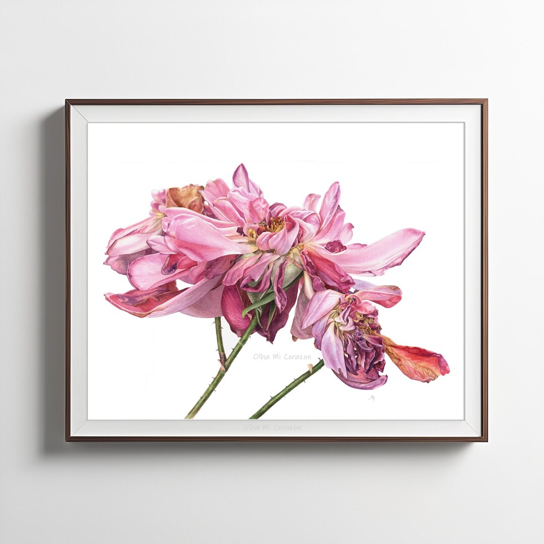 Wisper - Rose Watercolor Flower Fine Art Print From Artist, Living Room ...