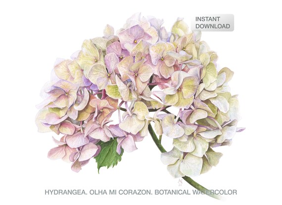 HYDRANGEA. Olha Mi Corazon. Botanical Print From Original - Etsy