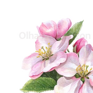 Original Watercolor Apple Blossom From the Artist. Wall Art, Instant ...