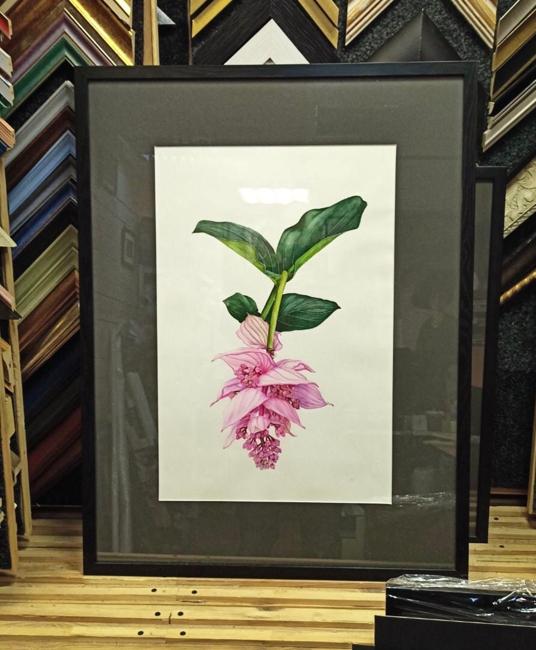 Medinilla Magnifica. Digital Print for Printing From Original ...