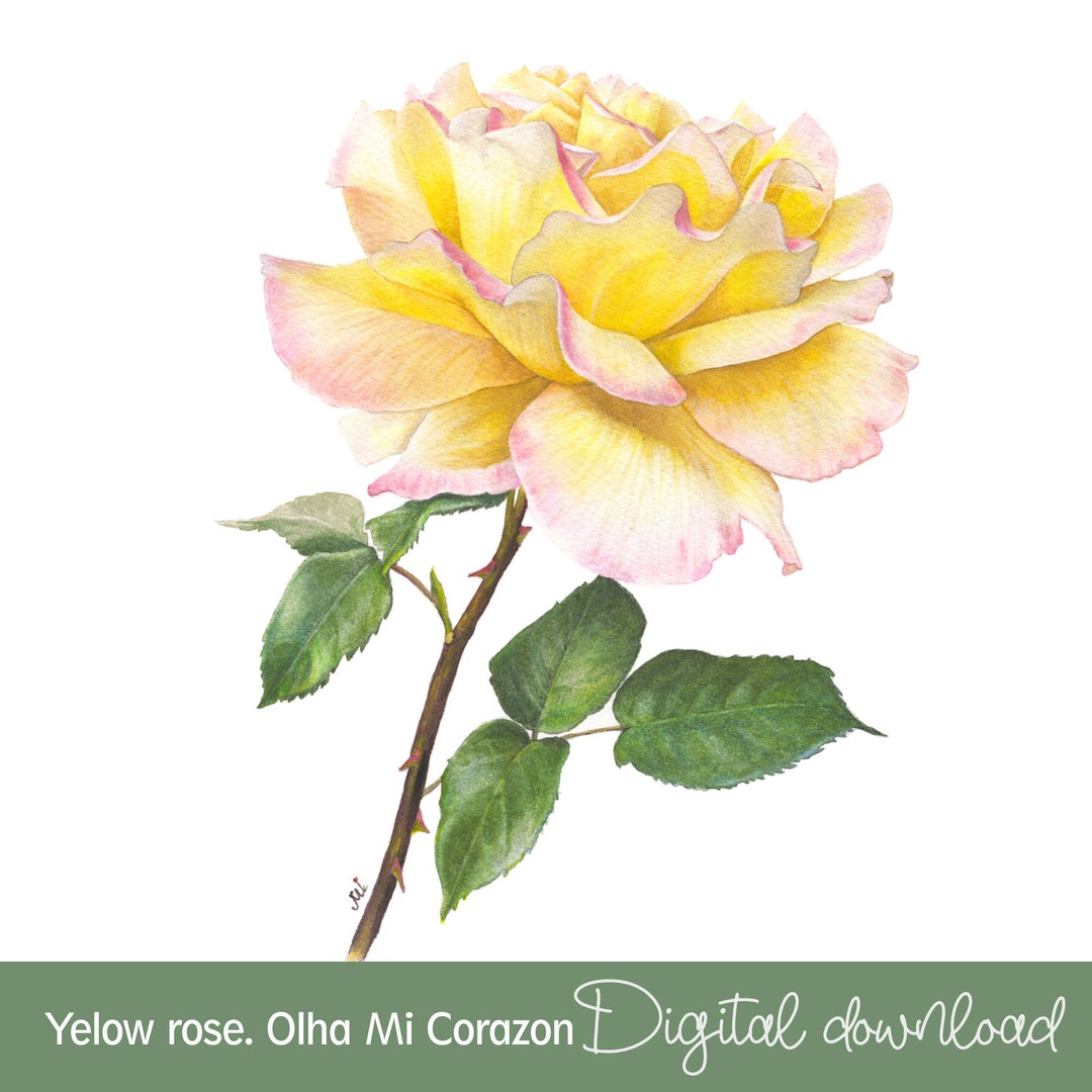 Yellow Rose Watercolor. Digital File for Printing. Olha Mi - Etsy