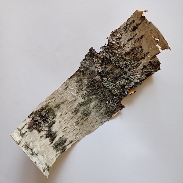 Birch Bark Sheets - Etsy