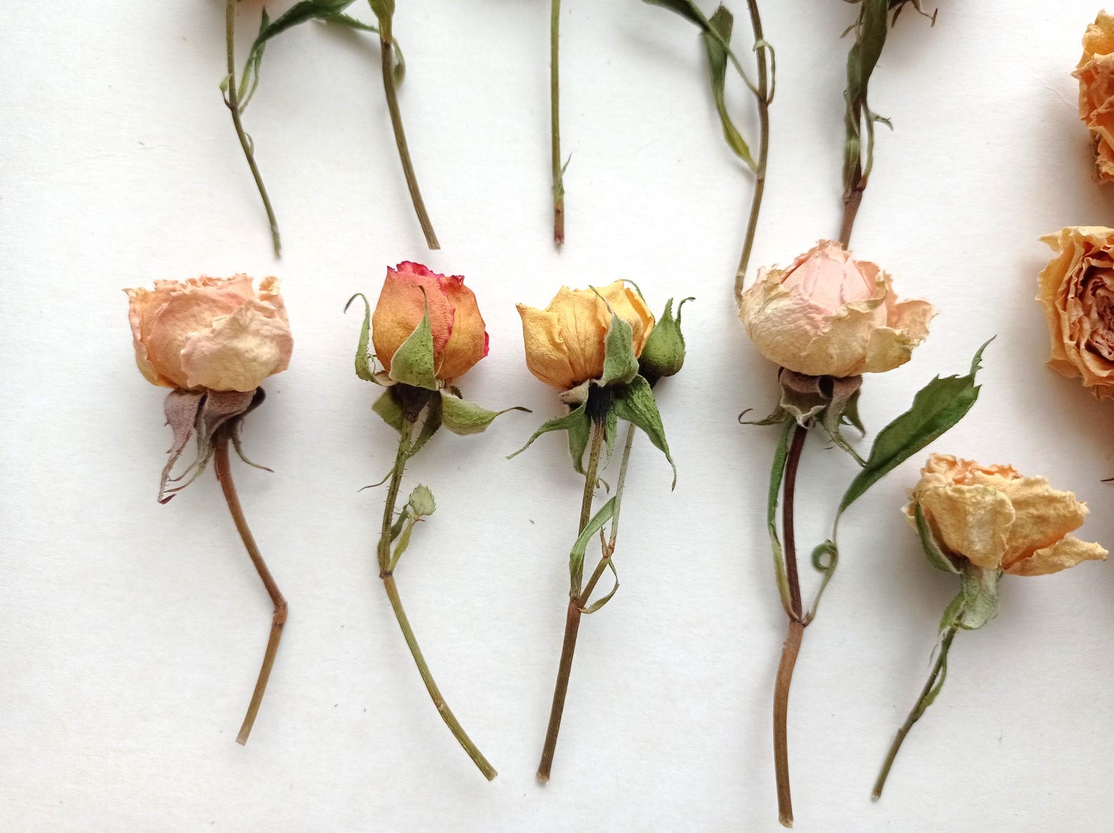 Dried Mini Roses 5pcs: Multicolor Floral Craft Supplies - Etsy