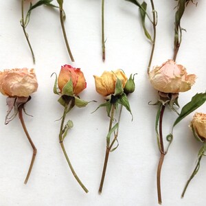 Dried Mini Roses 5pcs: Multicolor Floral Craft Supplies - Etsy