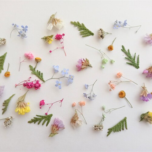 50ml Box Tiny Dried Flower Mix Real Natural Mini Flowers - Etsy