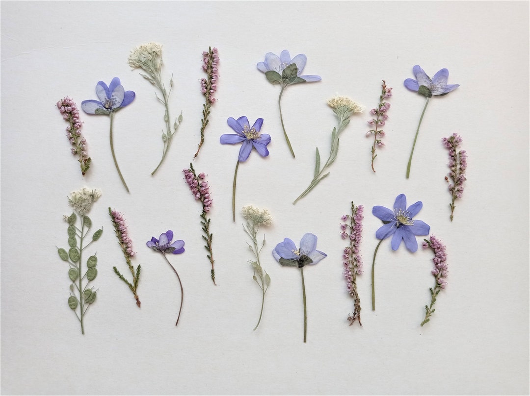 Pressed Flower Set 20pcs, Dried Pressed Spring Flower Mix, Bulk Pressed ...