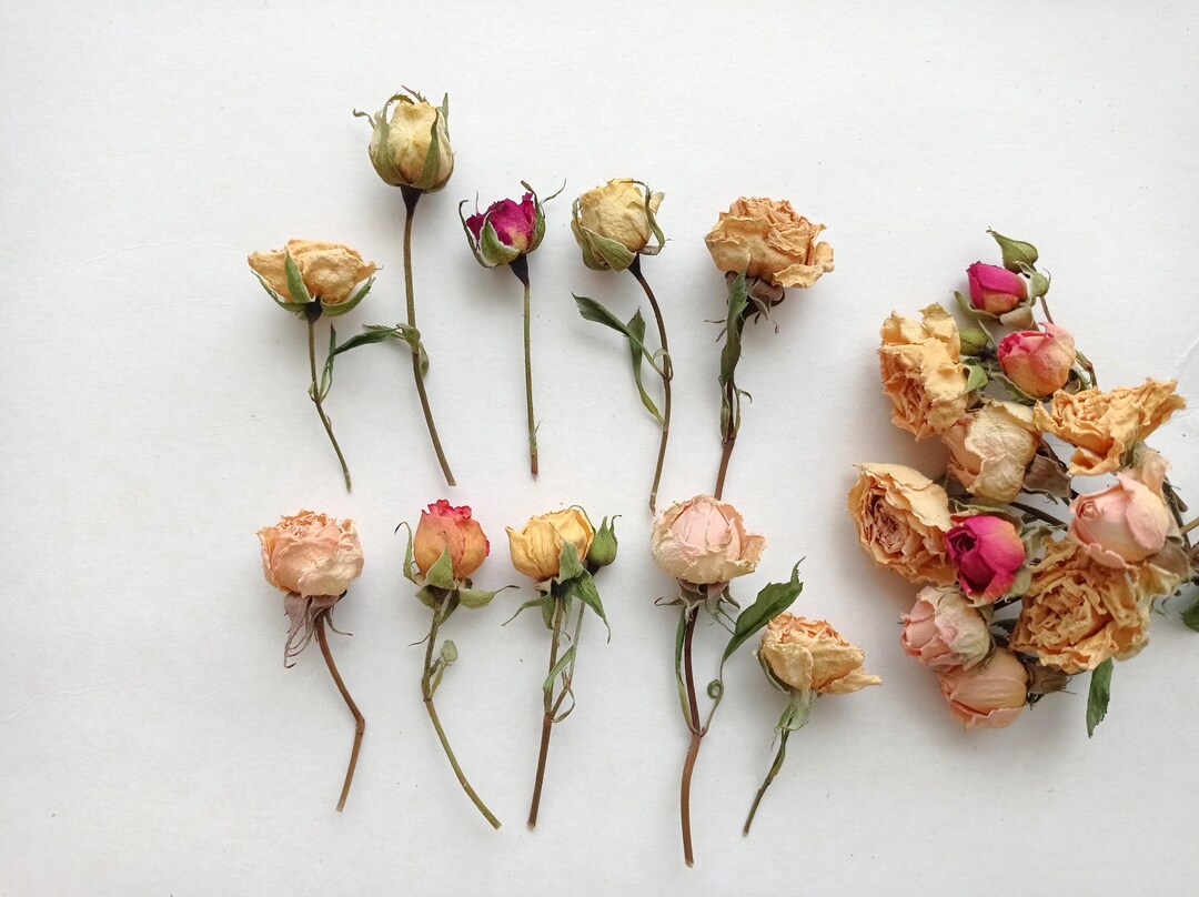 Dried Tiny Roses 5pcs, Dried Multicolor Roses, Small Mixed Roses for ...