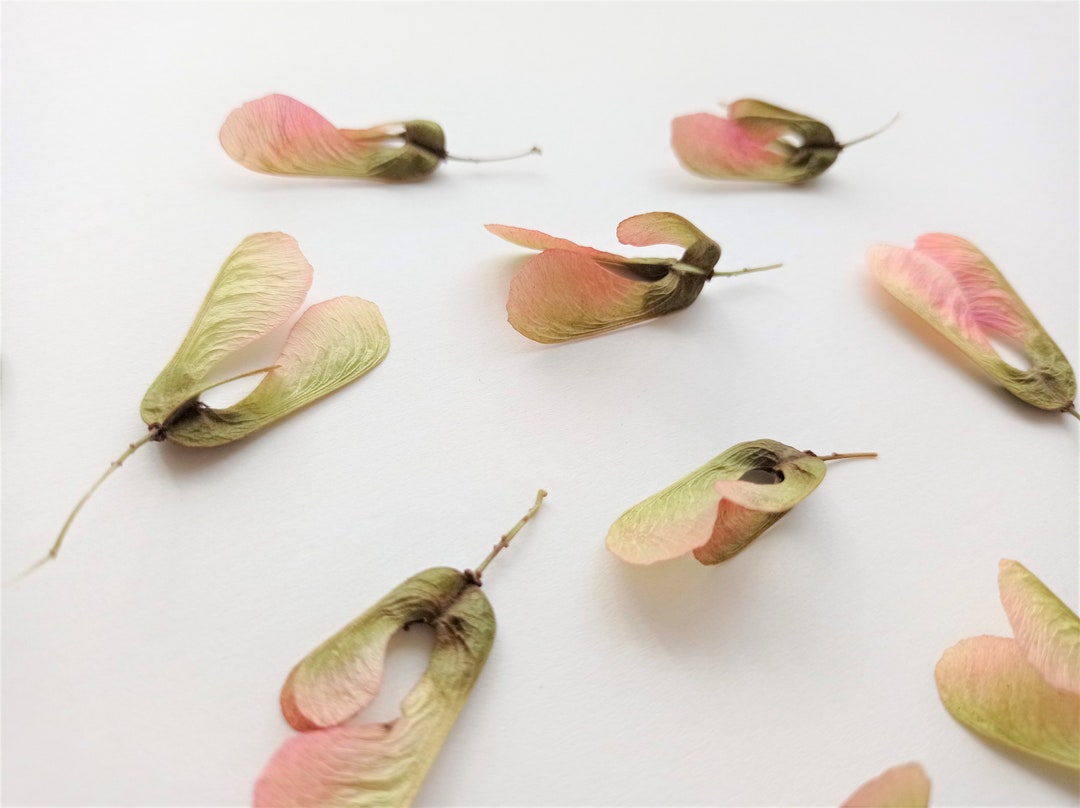 12pcs Dried Flowers, Dried Maple Keys, Dried Seed Pods, Dried Polly ...