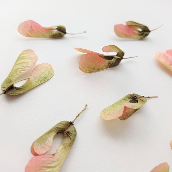 Maple Seed Pods - Etsy