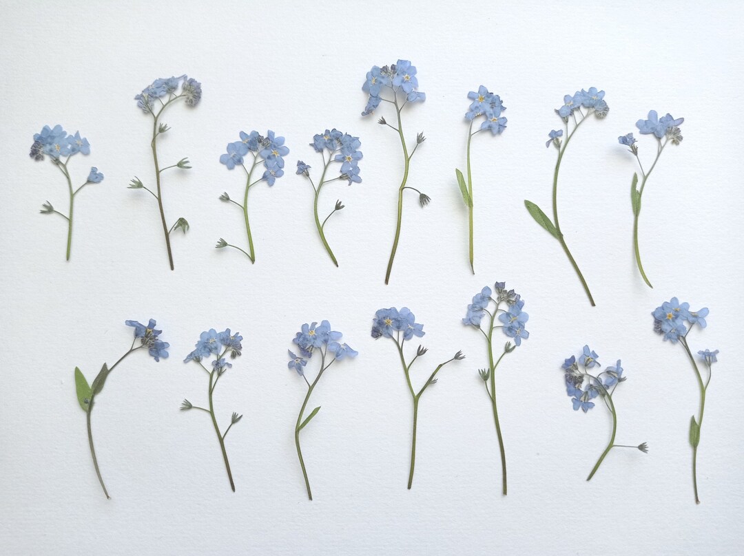 15/30pcs Dried Pressed Forget Me Not Flowers, Tiny Flowers, Blue Mini ...