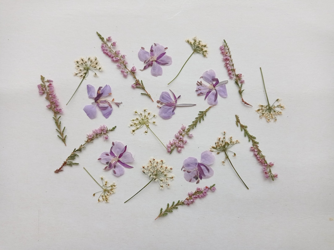 Dried Pressed Pink Flower 20pcs, Tiny Pressed Purple Wildflowers ...