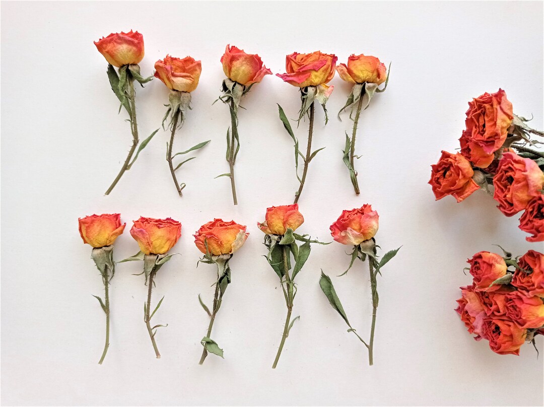 5pcs Dried Mini Roses, Dried Orange Yellow Roses, Tiny Dried Yellow ...