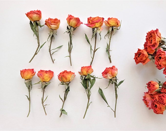 5pcs Dried Mini Roses, Dried Orange Yellow Roses, Tiny Dried Yellow ...