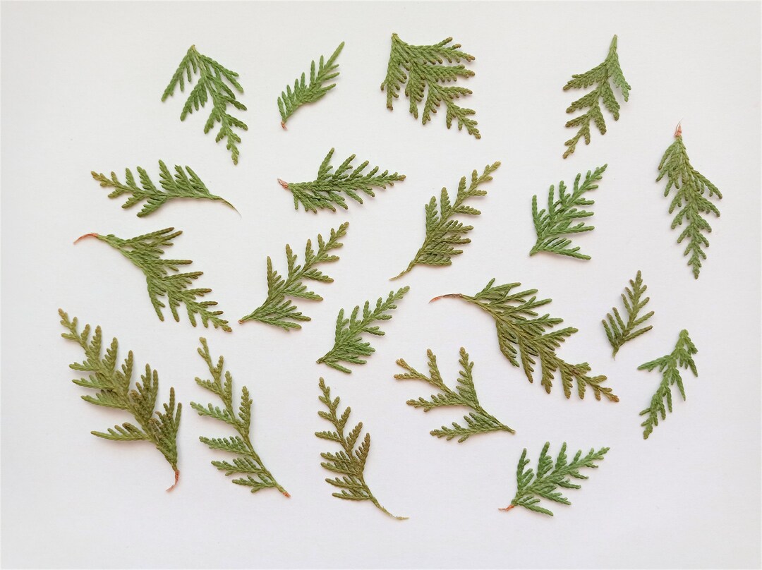 20pcs Green Cedar Leaves, Dried Pressed Leaves, Pressed Thuja Leaves ...