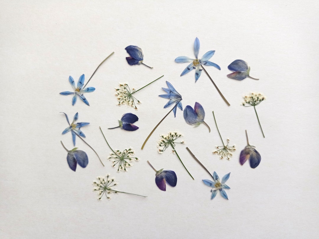 Pressed Blue Flower Set 18pcs, Dried Pressed White Summer Flower Mix, Bulk Pressed Delicate ...
