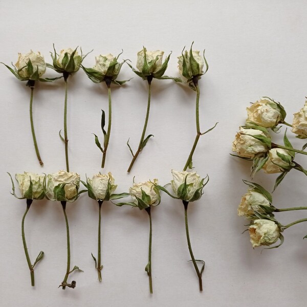 Dried White Roses - Etsy