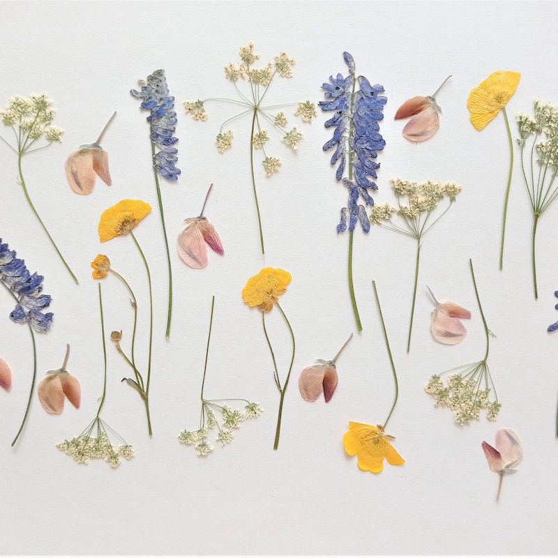 Pressed Flowers - Etsy