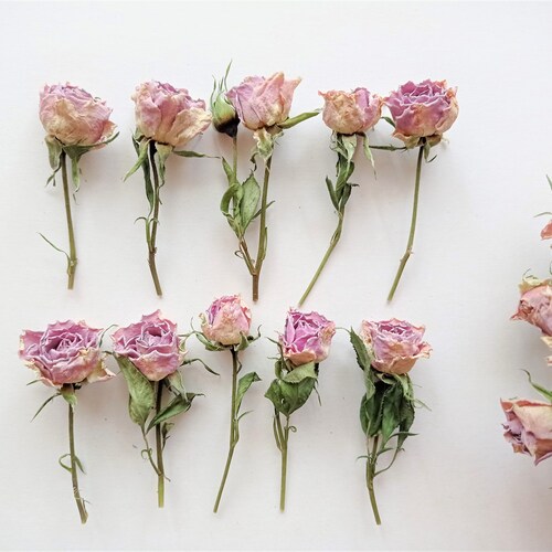 Bunch of Mini Dried Roses Naturally Dried Roses Crafts - Etsy