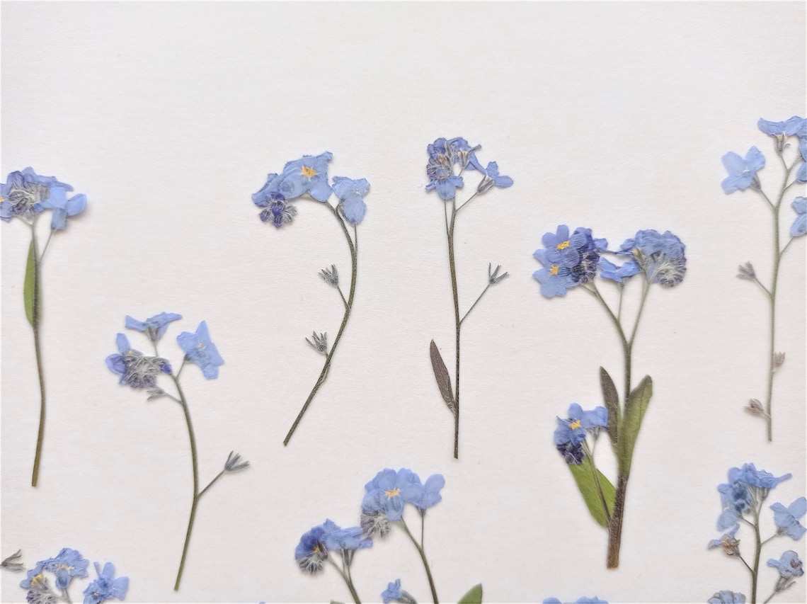 15pcs Pressed Flowers Forget Me Nots Real Dried Pressed - Etsy
