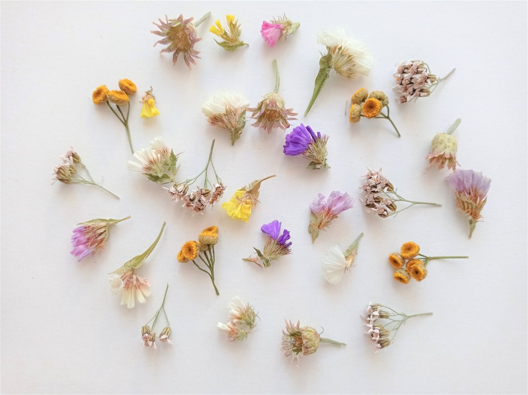 50ml Box Tiny Dried Flower Mix, Real Natural Mini Flowers, Bulk Flowers ...