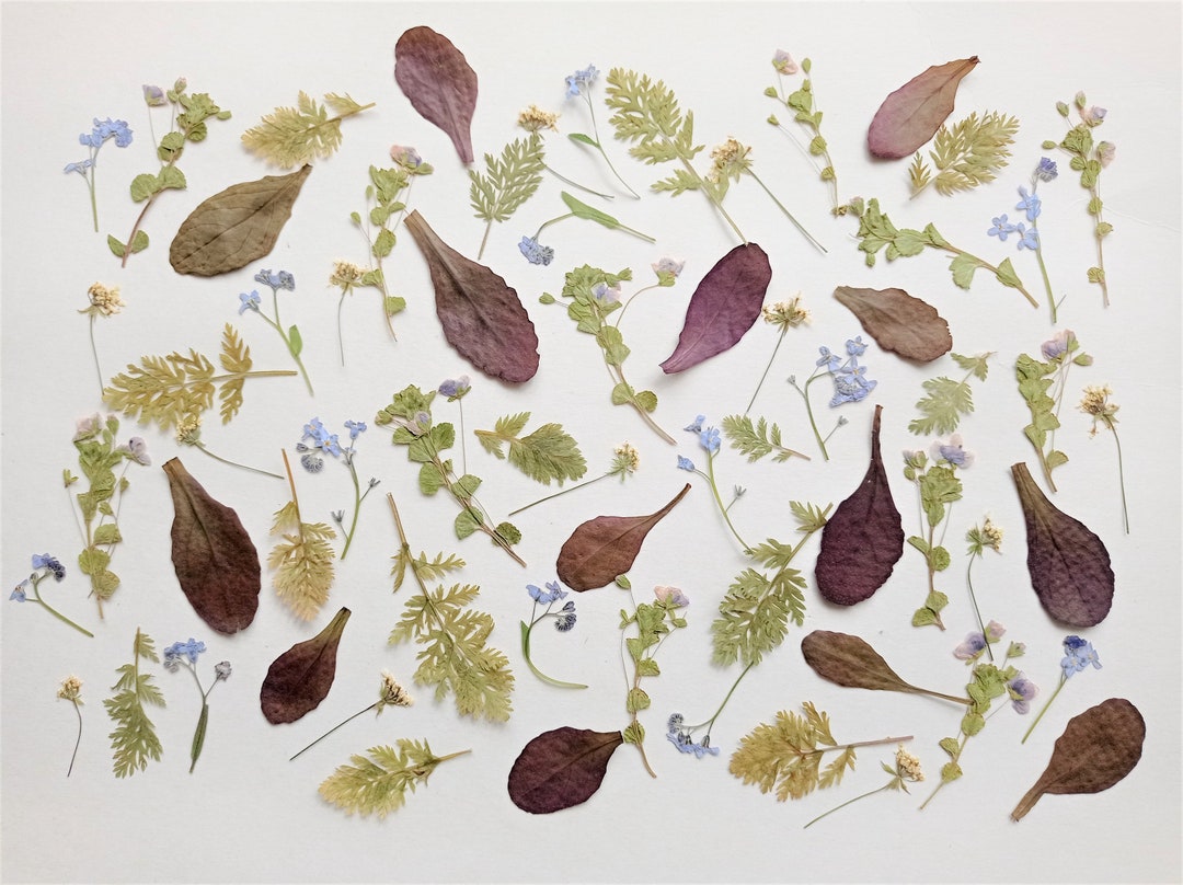 Pressed Flowers Set 60pcs, Real Pressed Flowers, Small Pressed Leaves ...