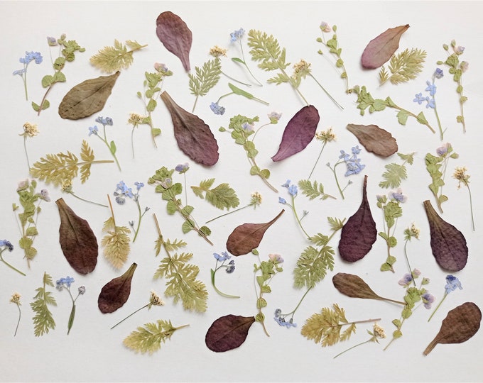 Pressed Flowers Set 60pcs, Real Pressed Flowers, Small Pressed Leaves ...