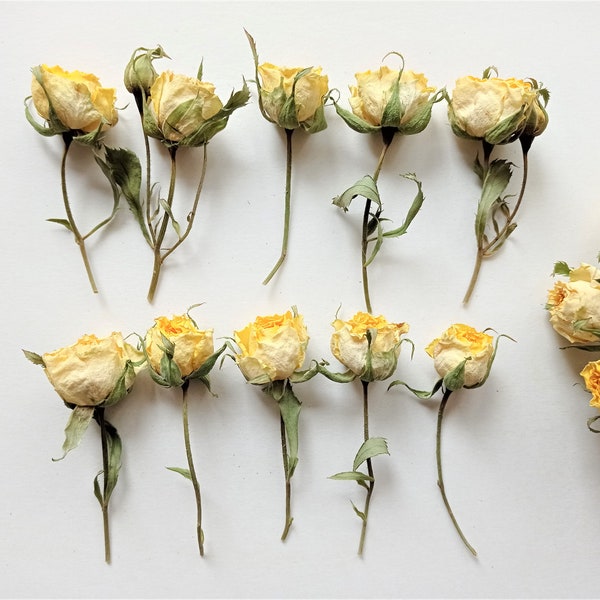 Yellow Dried Flowers - Etsy