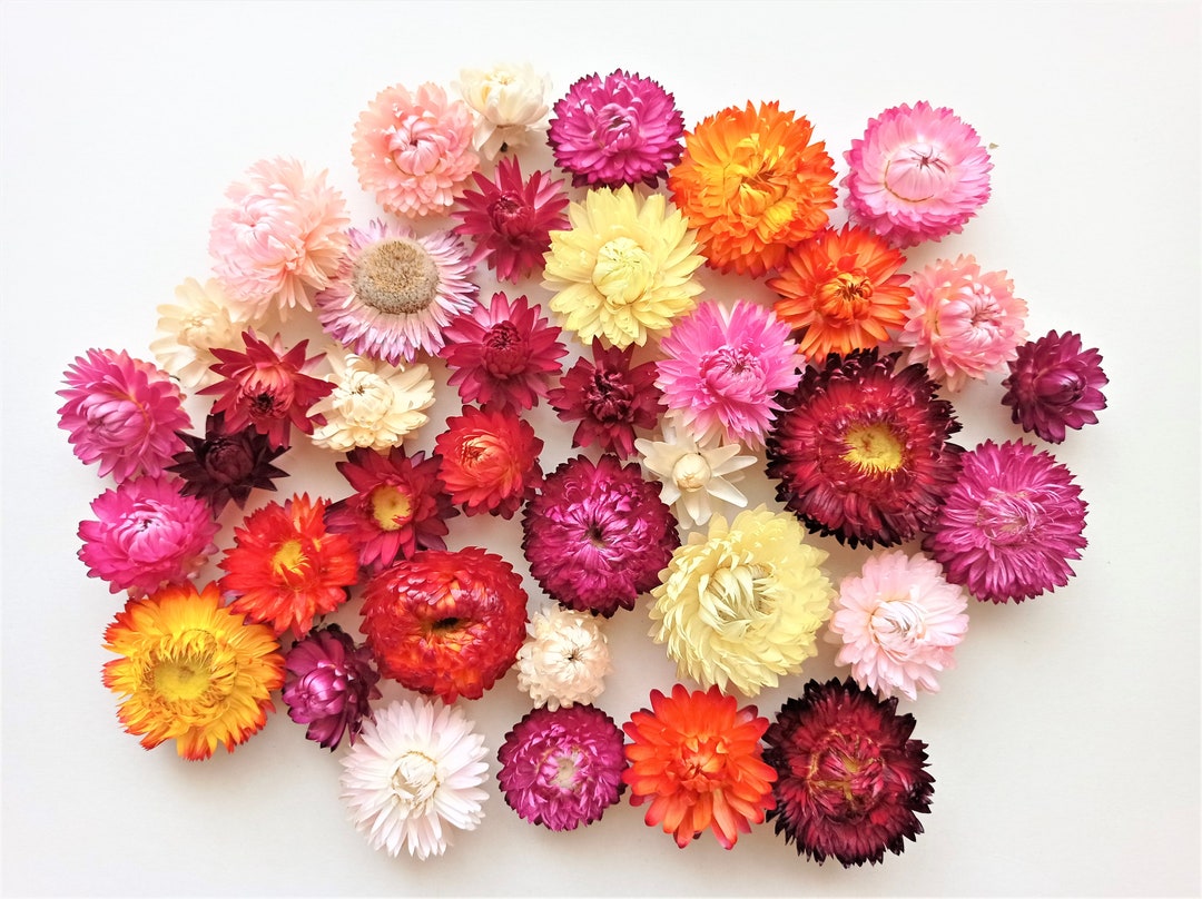 50pcs Dried Straw Flowers, Mixed Dried Flower Heads, Dried Home Decor ...
