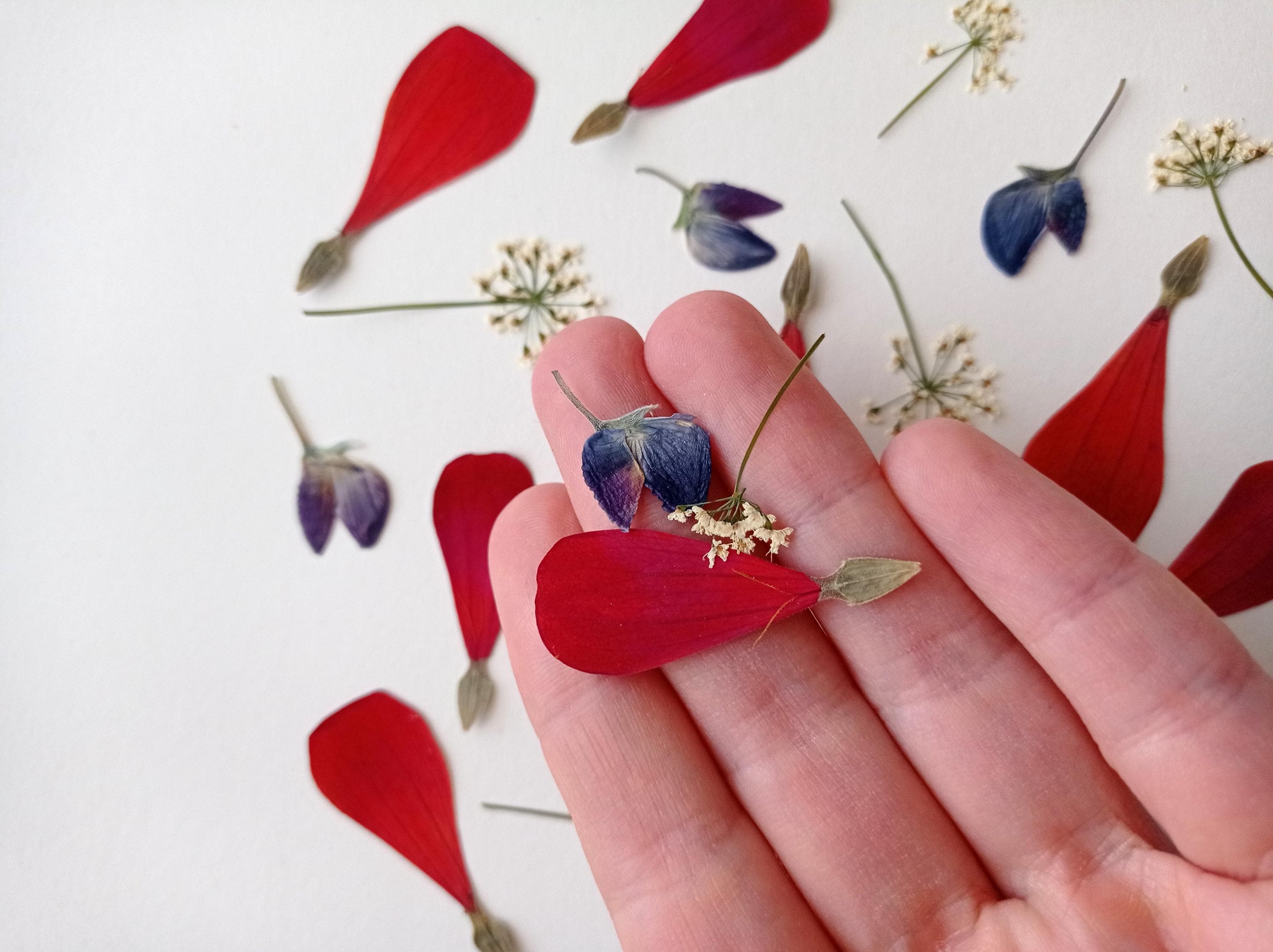 Pressed Dried Flower Set: Red, Blue, Zinnia, Lupine - Craft Supplies - Etsy