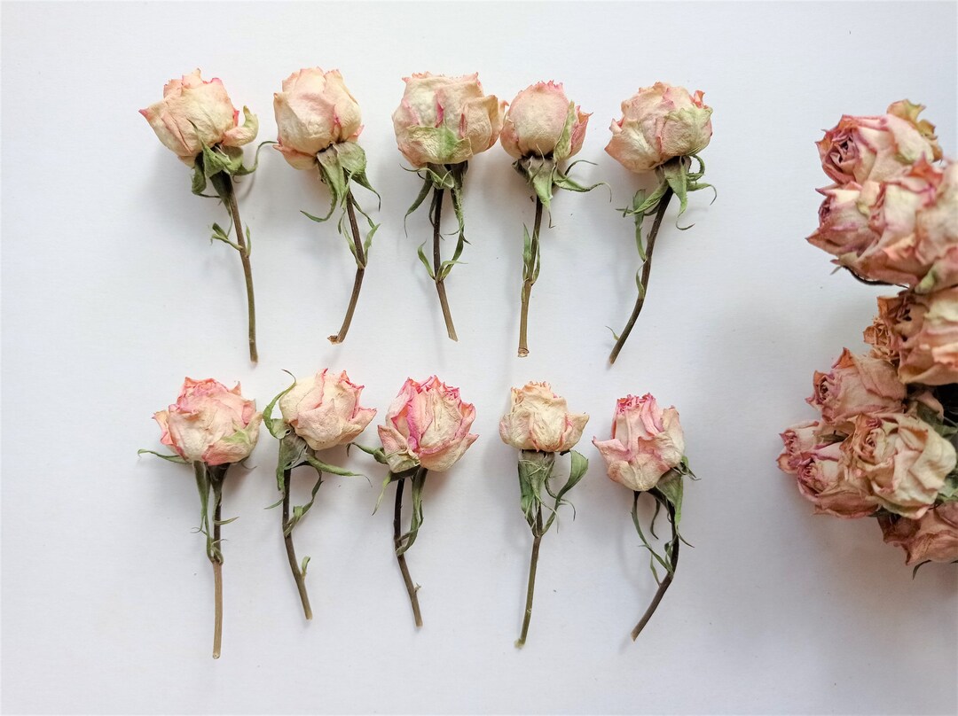 Tiny Ivory Pink Roses 5pcs, Dried Mini Beige Blushed Roses With Stems ...