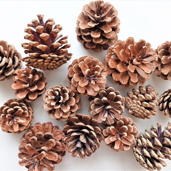 Large Pine Cones - Etsy