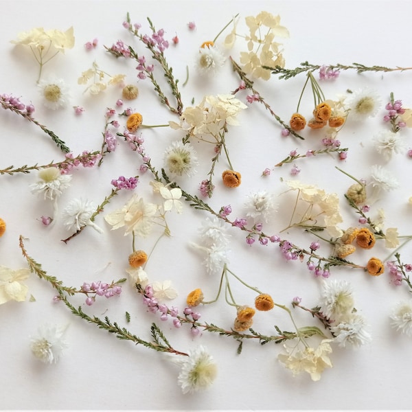 Mini Dried Flowers - Etsy
