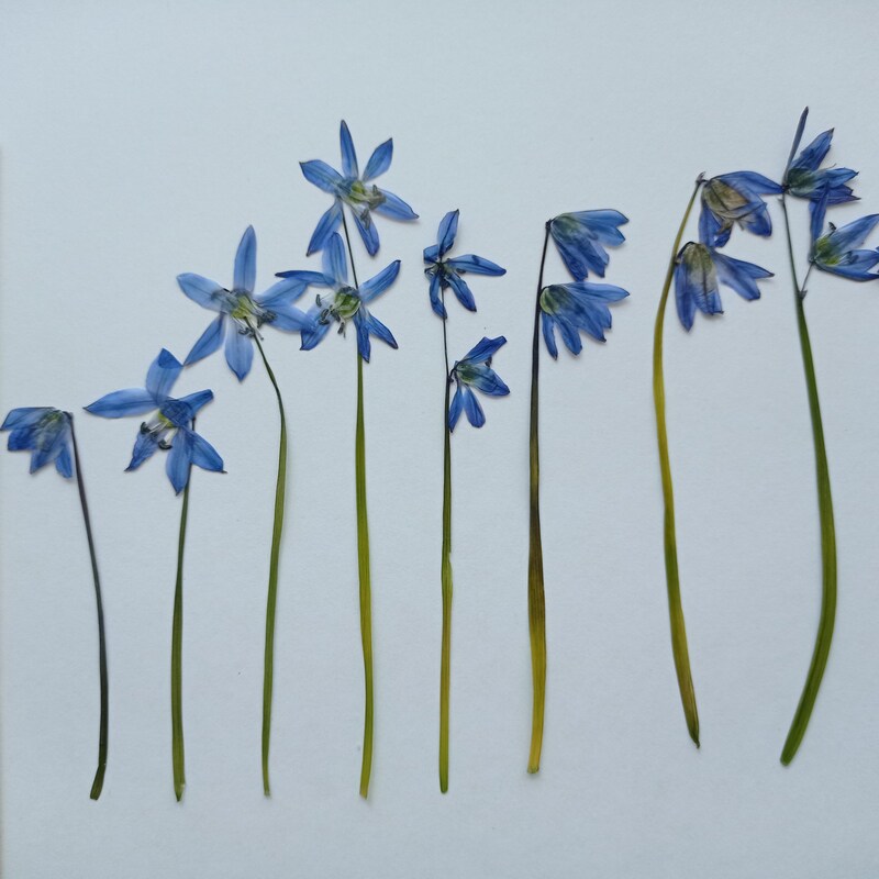 Pressed Flower Kit - Etsy