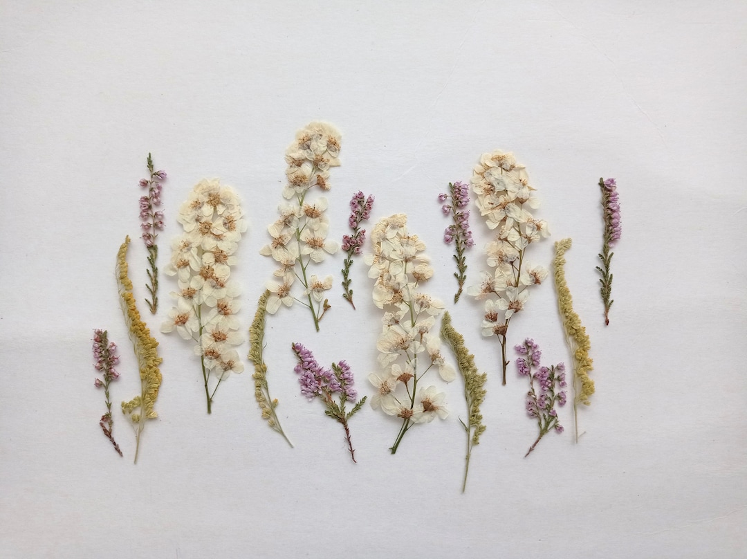 Pressed Flower Set, Dried Heather, Goldenrod, and Bird Cherry - Etsy