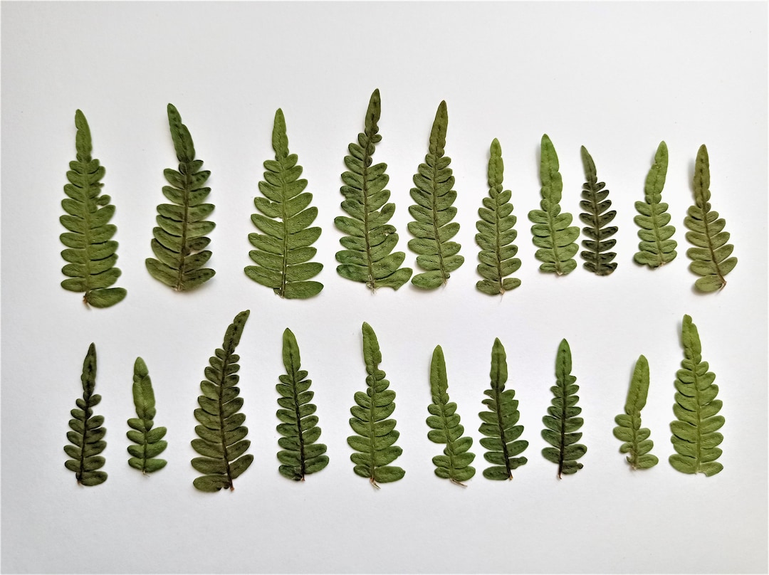 Tiny Pressed Ferns 20pcs, Natural Mini Wild Ferns, Real Tiny Fearn ...